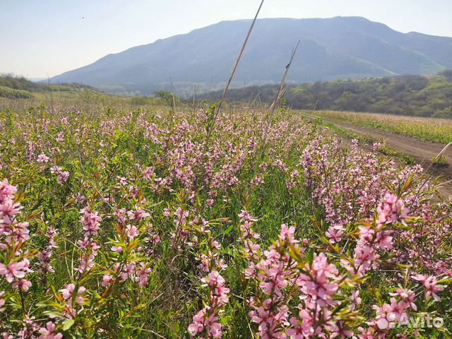 Пчеломатки