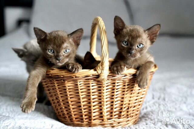 Котята Европейской Бурмы