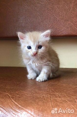 Котёнок мальчик