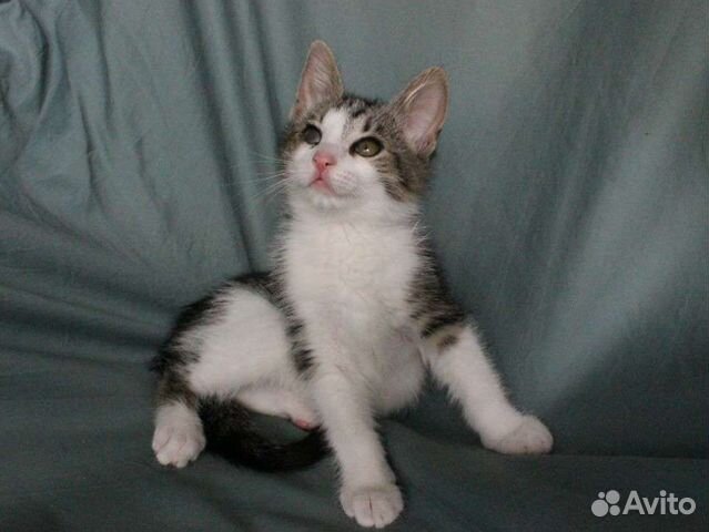 Маленький котенок ищет дом Атос