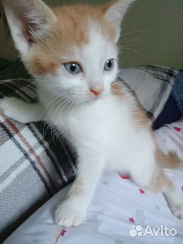 Рыжий котенок в добрые руки