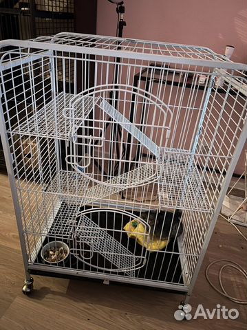 Шиншилла с клеткой и аксессуарами