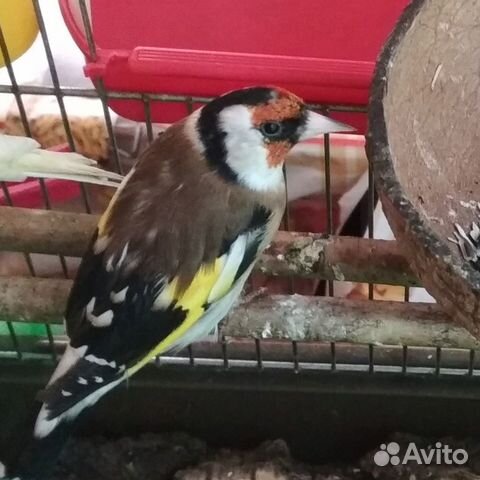 Щегол черноголовый