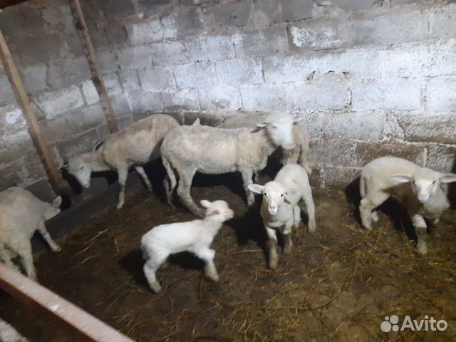 Овцы с ягнятами