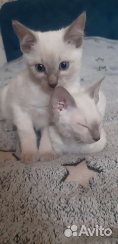 Котята донского сфинкса