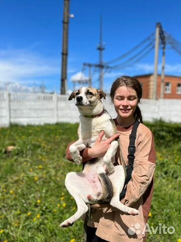 Подарите собаке дом