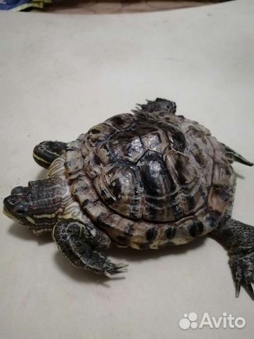 Черепаха водяная красноухая с аквариумом