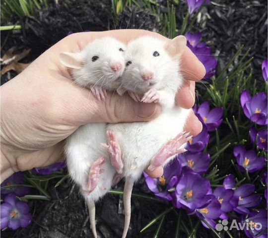 Крысы дамбо белые 1 мес