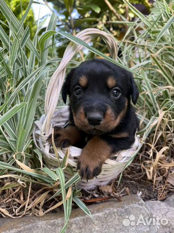 Ротвейлер щенки