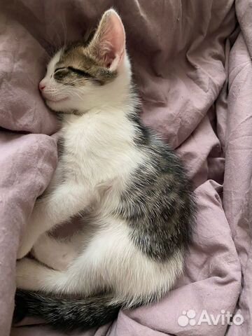 Котята