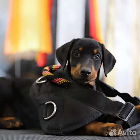 Щенки добермана