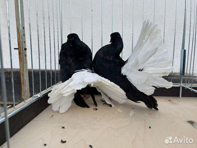 Продам голубей павлинов черных белохвостых