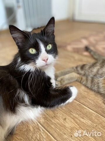 Кошка Джуди из приюта ищет дом