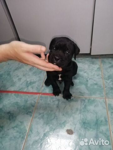 Собаки щенки кане Корсо