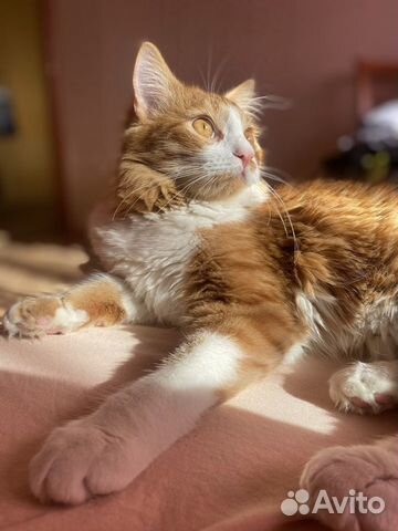 Котик в добрые руки