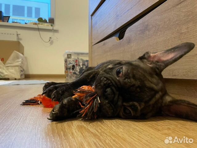 Французский бульдог