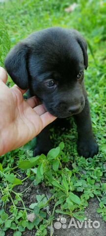 Щенок в добрые руки отдам бесплатно