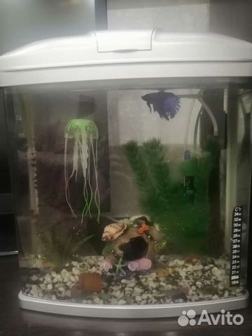 Аквариум