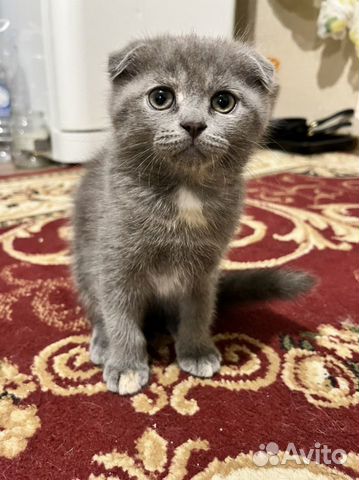 Шотландская вислоухая девочка