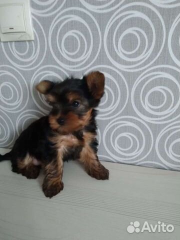 Йоркширский терьер