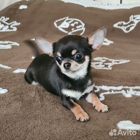 Чихуахуа мини мальчик