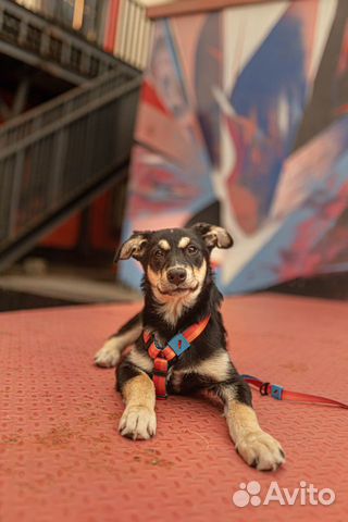 Щенок в добрые руки