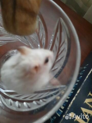 Джунгарский хомяк девочка
