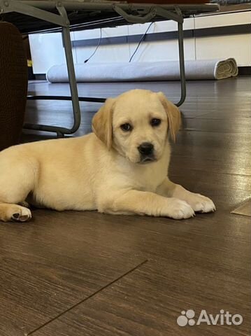 Лабрадор ретривер