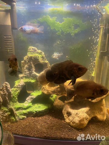 Астронотусы