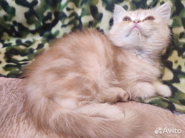 Экзотический кот