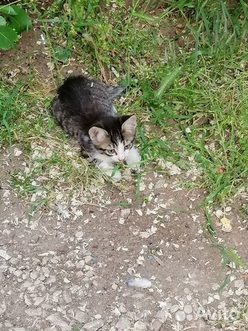 Котенок ищет семью