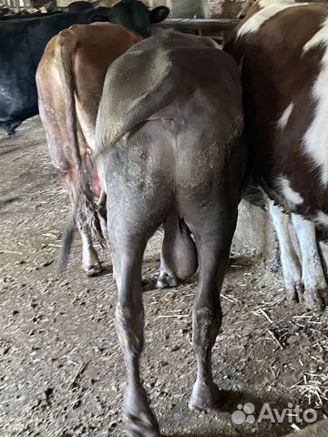 Бычок на мясо