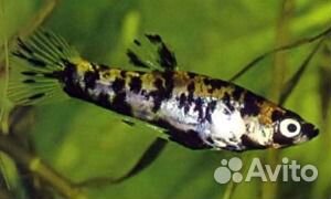 Продам "гирардинусов" Phalloceros caudomaculatus