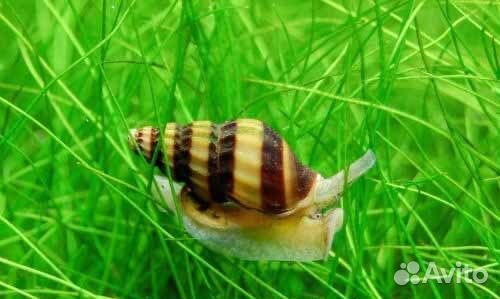 Улитка убийца чистельщик Хелена. Чистит аквариум