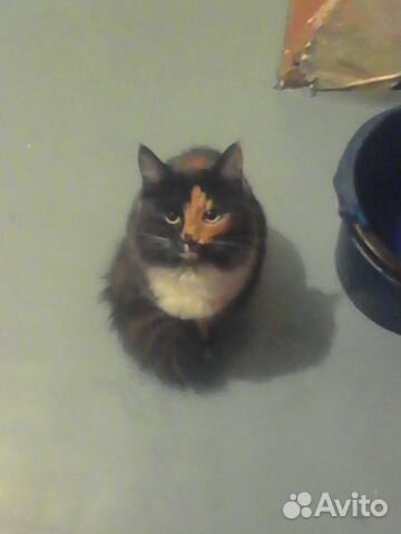 Отдадим красивую кошечку в добрые руки