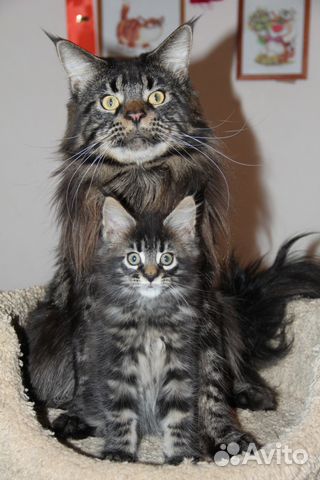 Котята Мейн-Кун из Питомника