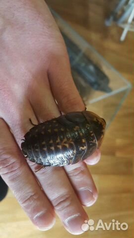 Дарите особенные подарки тараканы