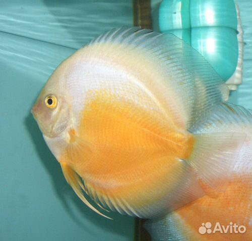 Discus Yellow White (пара)