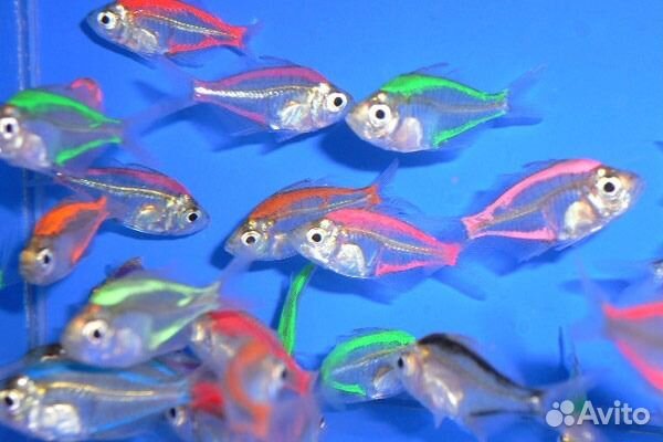 Стеклянный окунь