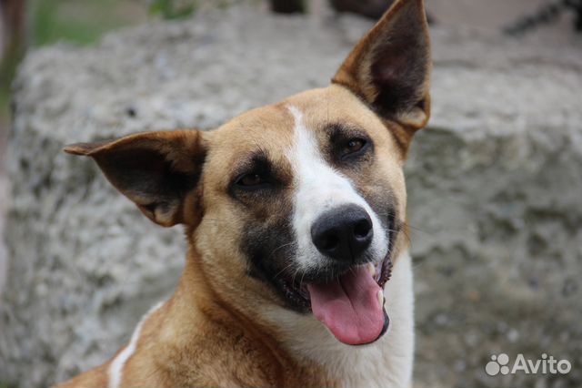 Собачка в дар