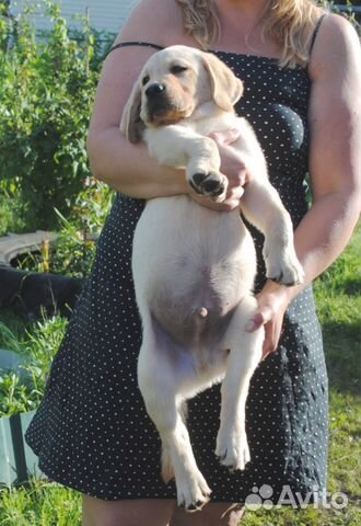 Очаровательный щенок лабрадора