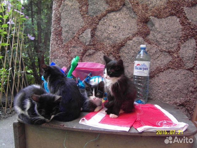 Котята