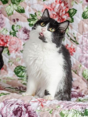 Кошка Нюша, 3 года