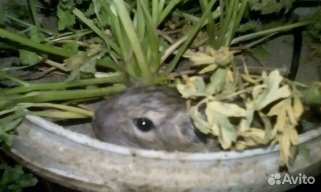 Бельчата деги