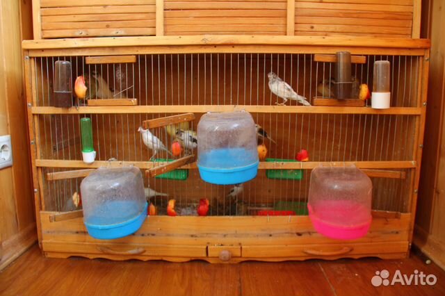 Продаются самцы и самки Русской канарейки