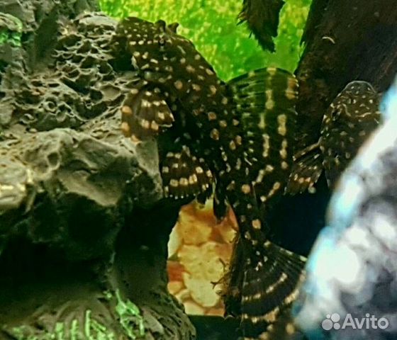 Аквариумая рыба - Сом парчевый