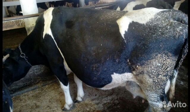 Коровы дойные на разведение