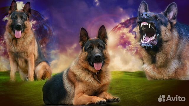 Шикарные немцы