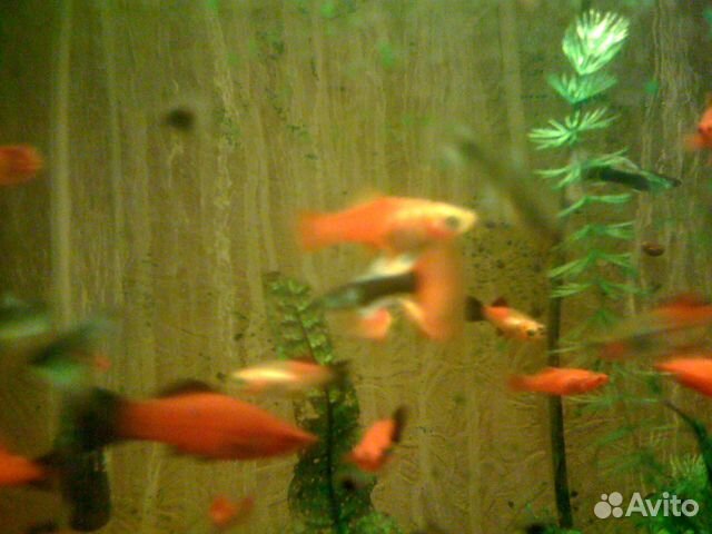 Меченосцы подростки