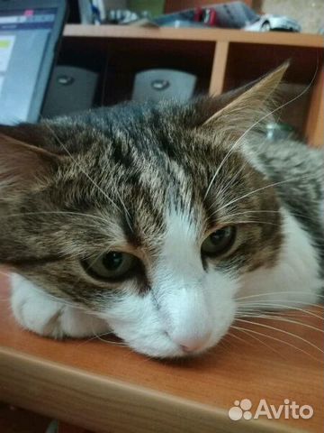 Продается кот